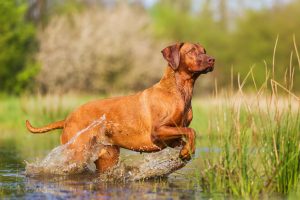 Rhodesian Ridgeback und die ideale Ernährung | proCani Magazin