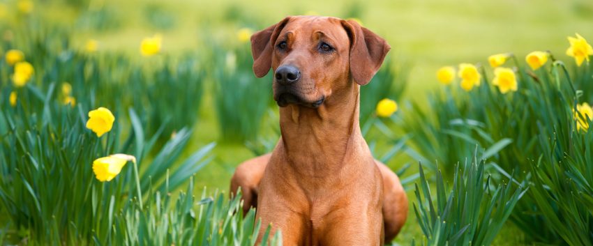 Rhodesian Ridgeback und die ideale Ernährung | proCani Magazin